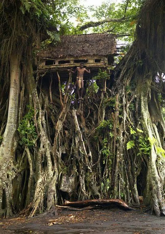 Traditional tree house, Irian Jaya-花瓣网