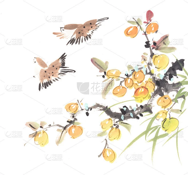中国传统的枇杷和双鸟画素材-花瓣网