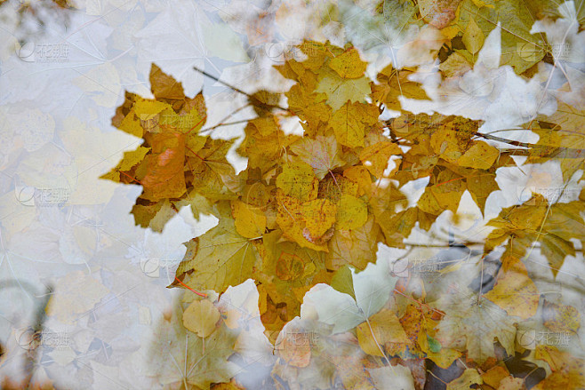 抽象背景的色彩丰富的秋天树叶。双重曝光，黄色的枫叶。