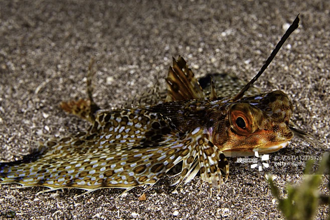 花瓣灵感详情页-花瓣网