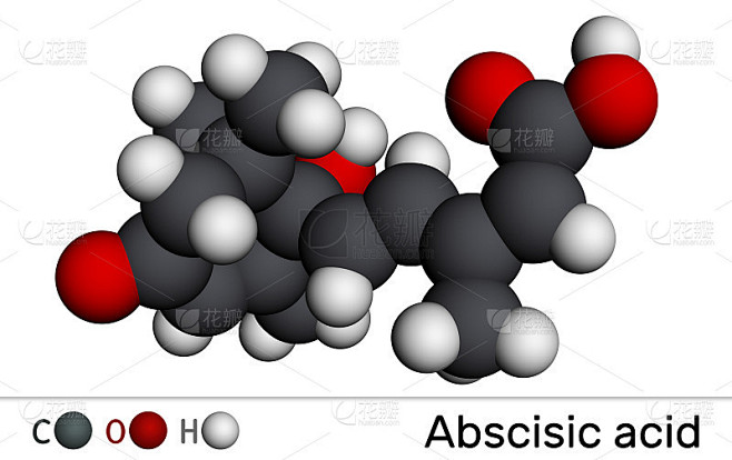 脱落酸，ABA分子。它是休眠激素，植物激素。分子模型。三维渲染