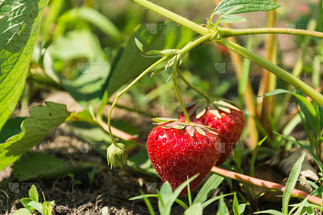 新鲜成熟的草莓挂在树枝上