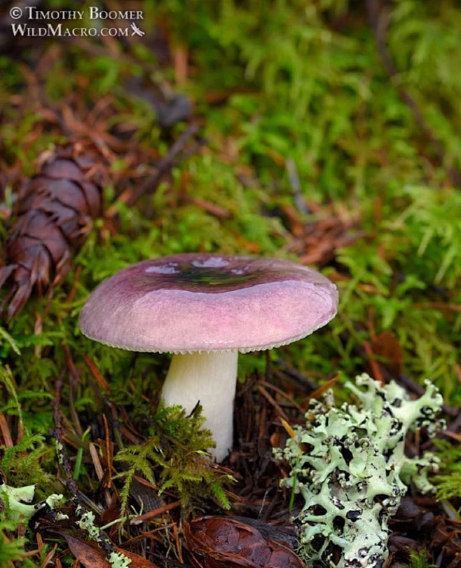 Tim Boomer -花瓣网