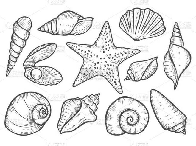 手画的贝壳