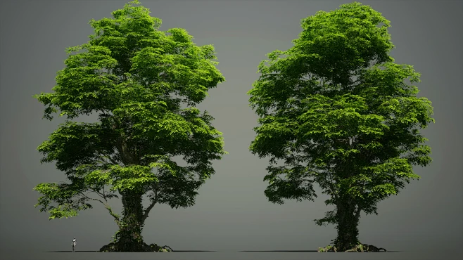 UE5 Tree test-花瓣网