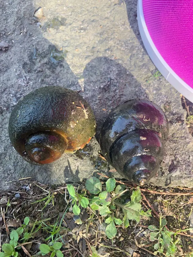 福寿螺的搜索结果_百度图片搜索-花瓣网