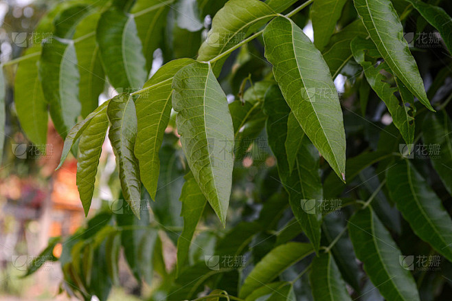 尼姆在花园里计划种树