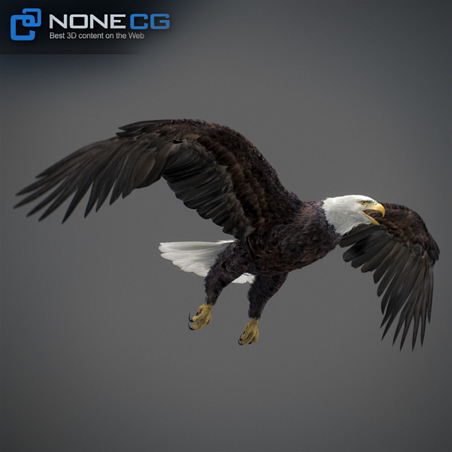 nonecg-3d-eagle-bald-11