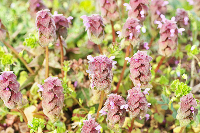 Lamium purpureum