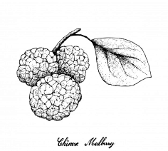 zhan'hui-花瓣网|陪你做生活的设计师 | 手绘矢量图桑果矢量图