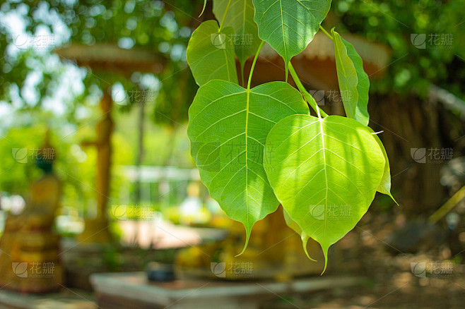 菩提树叶和模糊的佛像背景