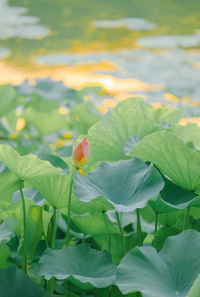 夏览荷花池 … ” 丨图：追光小肥肉 摄