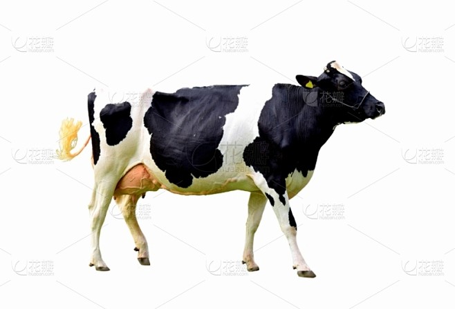 牛乳,母牛,白色背景,充满的,分离着色,荷尔斯泰因,弗里斯兰奶牛,乳牛,水平画幅,无人