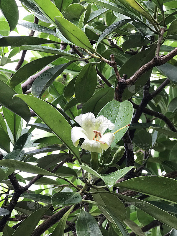 Fagraea ceilanica花。