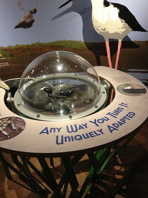 interactive bird exhibit maui hawaii visitor center -花瓣网