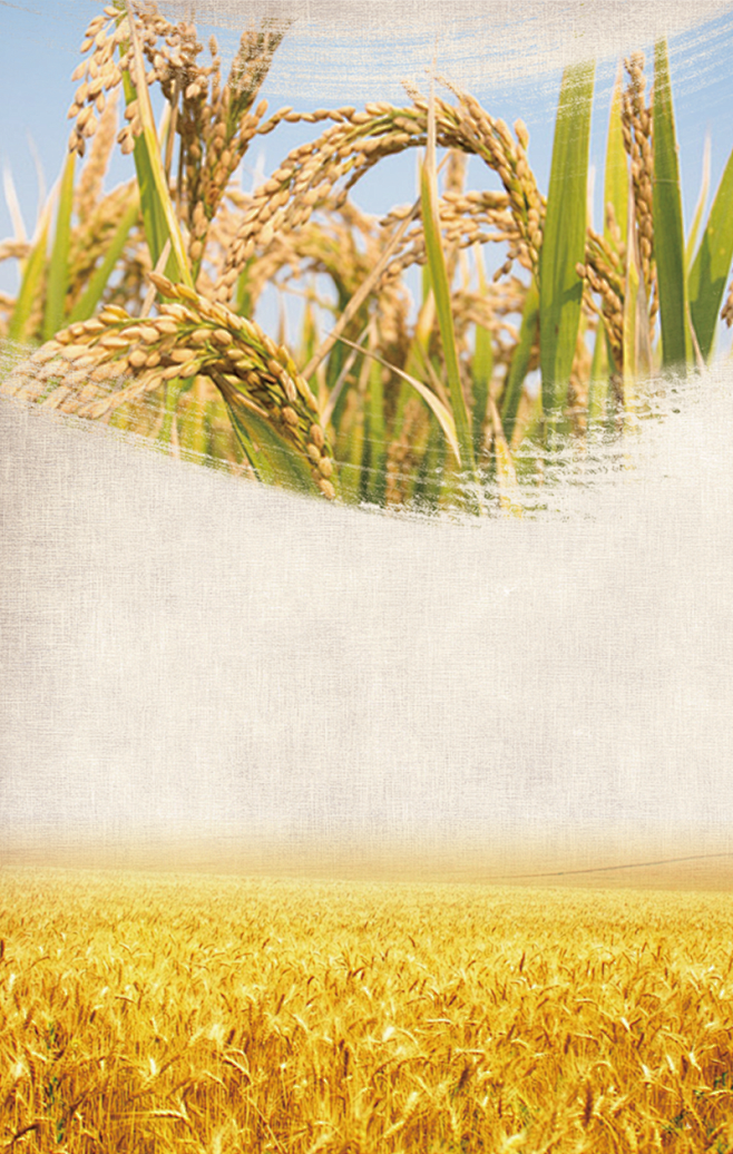稻谷海报背景