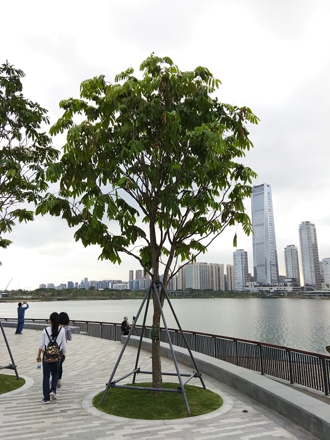 无忧花，指中国无忧花（学名：Saraca dives Pierre），又名火焰花。为常绿乔木，枝叶浓密，花大而色红，盛开时远望如团团火焰，因而 ...