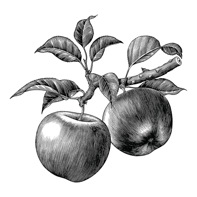 black and white botanical draw engraving friut Herb Plant vintage-花瓣网