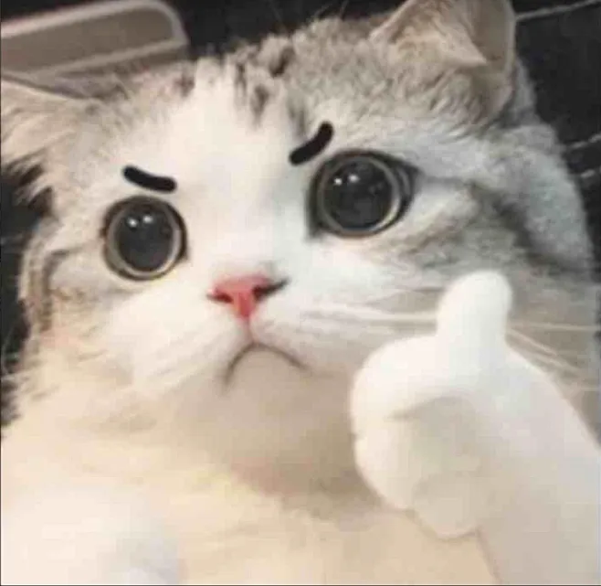 貓咪表情包-花瓣网