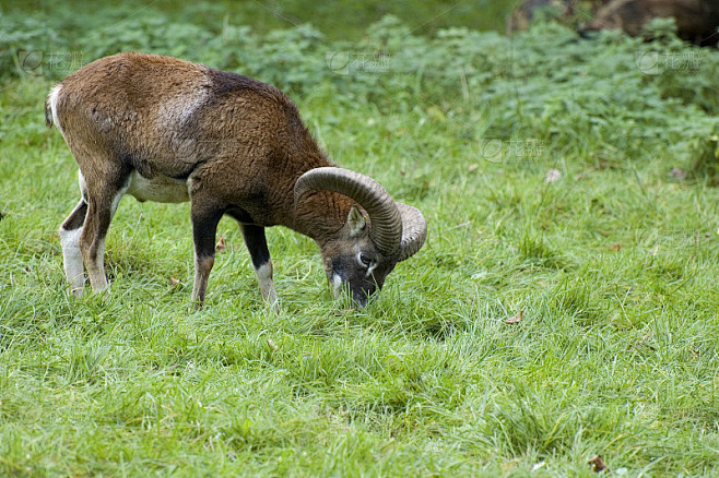 Mufflon