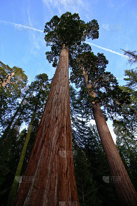 国王峡谷国家公园的巨树