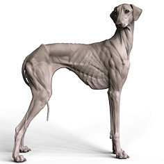 动物怪物肌肉结构-花瓣网|陪你做生活的设计师 | Doggo anatomy study