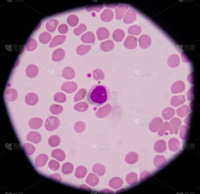 白细胞,显微镜,水平画幅,小的,血细胞,无人,单核细胞,实验室,嗜碱细胞,嗜曙红细胞