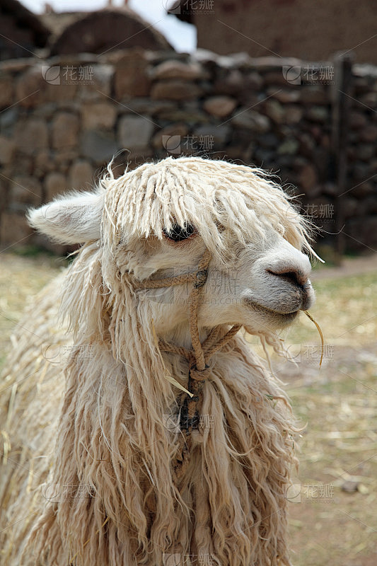 喇嘛(Lama glama)在秘鲁。南美