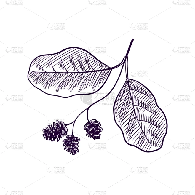 drawing branch alder tree素材-花瓣网