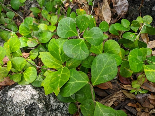 Tabat Barito Plant (Ficus Del Aptoidea Var Kunstle