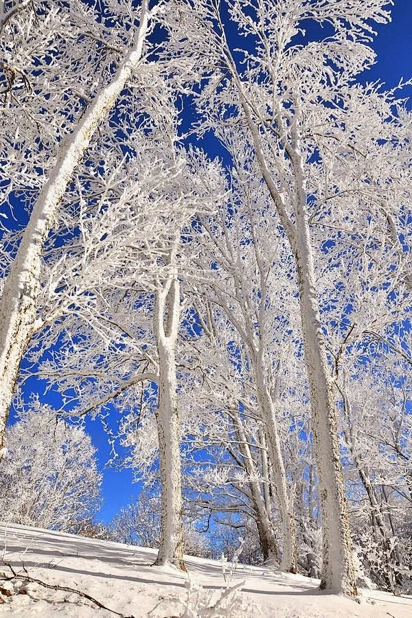 Spectacular Rime Frost on a cold January morning in the North Carolina ...