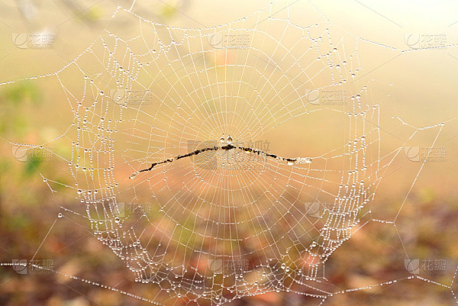 的蜘蛛网