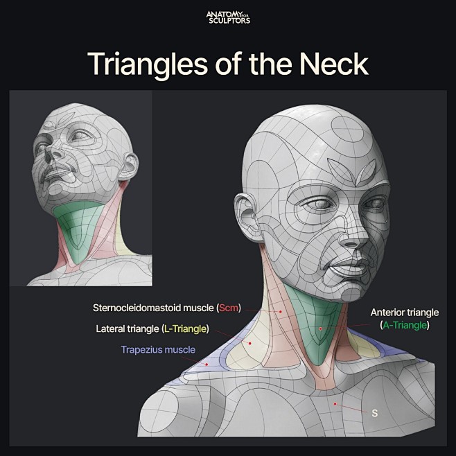 anatomy-for-sculptors-triangles-of-the-neck-by-anatomy-for-sculptors