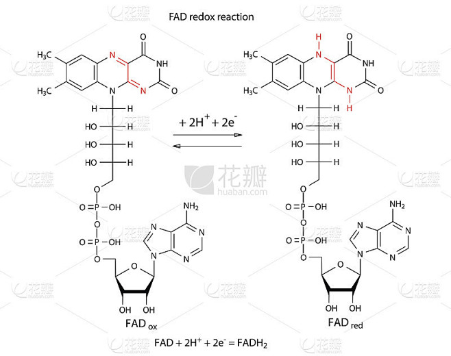FAD氧化还原反应的化学式图解
