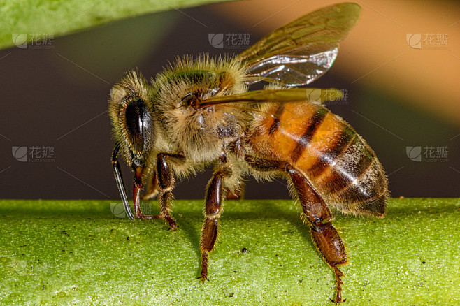 欧洲蜜蜂(Apis mellifera)特写宏观详细的自然环境