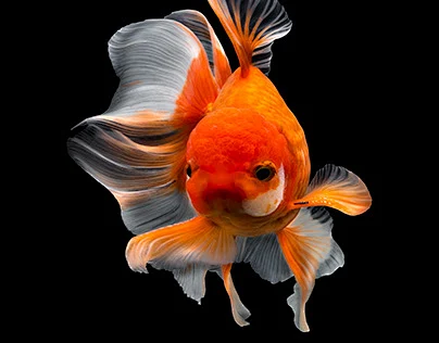 GOLDFiSH rad : take a photograph of goldfish in rad tone-花瓣网