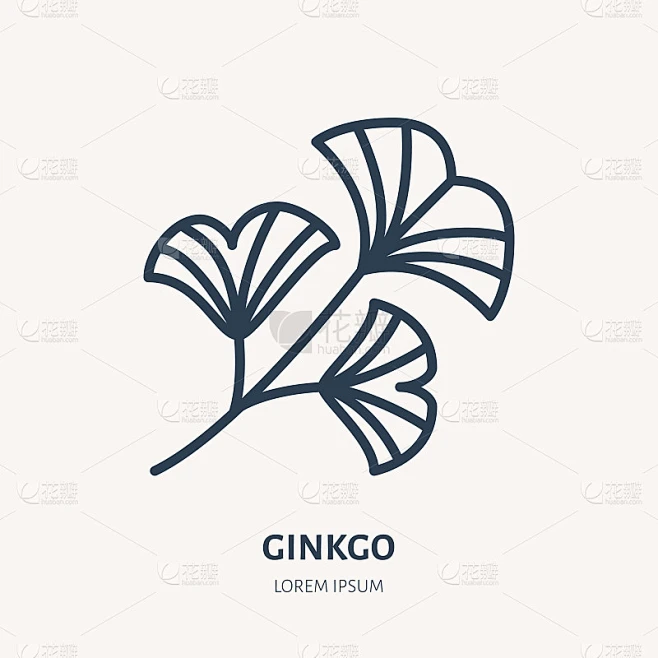Ginkgo flat line icon. Chinese medicinal plant vec素材-花瓣网