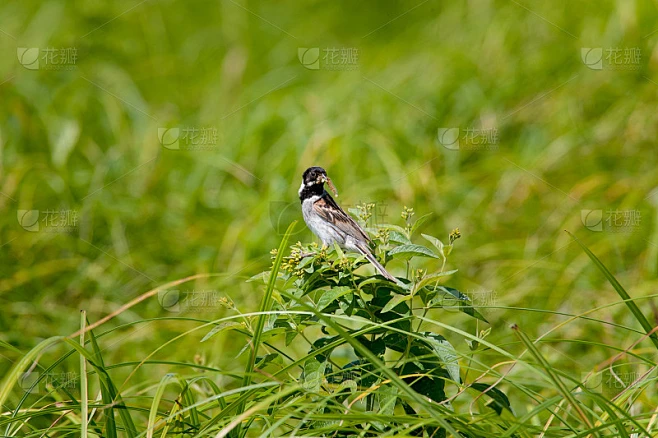 芦苇鹀鸟春天的草地素材-花瓣网