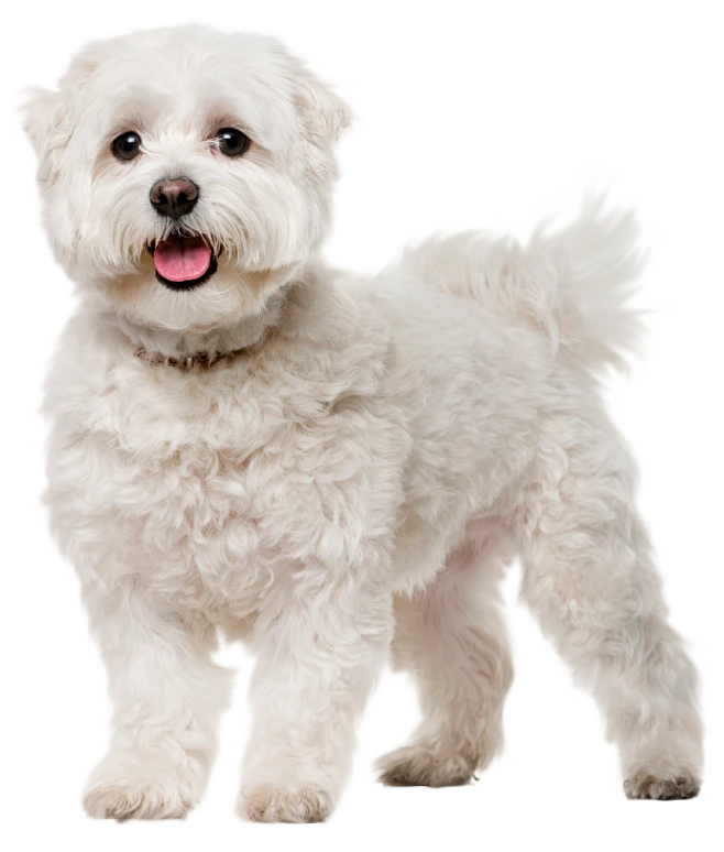 1212121212-花瓣网