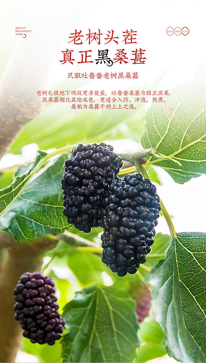 【杞利元桑葚干250g*2】杞利元 桑葚干 500g无沙新疆无沙桑椹子干泡水泡酒养生茶【行情 报价 价格 评测】-京东