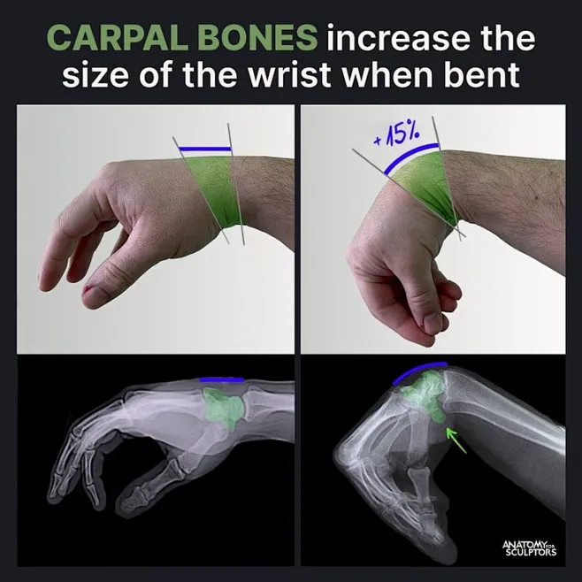 Wrist movement, Anatomy For Sculptors图片_人体结构图片素材-花瓣网