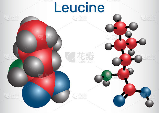 Leucine ( L- leucine, Leu, L) molecule. It is e