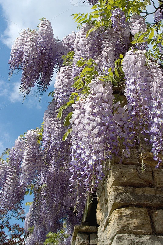 紫色的花朵素材-花瓣网