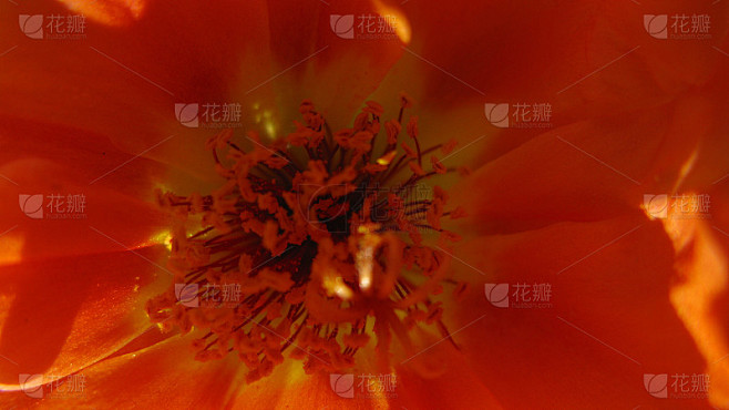 P.Spring橙色专辑