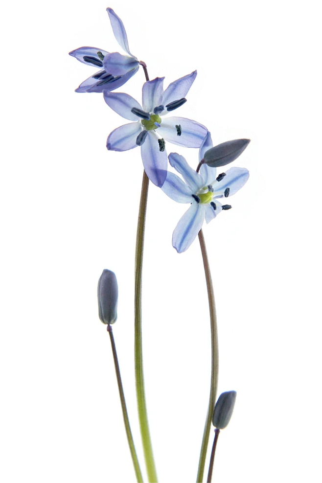 feeling puny-花瓣网