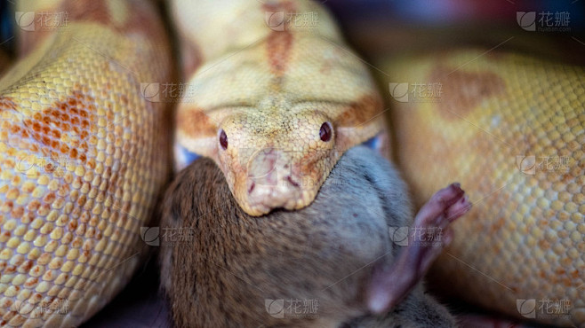 Boa constrictor eats