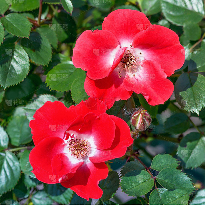 地被蔷薇“胭脂Meilandecor”-深红色花，白色中心和黄色雄蕊，单株直径5-7cm。花开一夏，