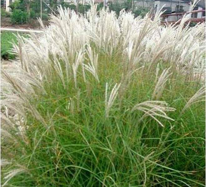 细叶芒Miscanthus sinensis