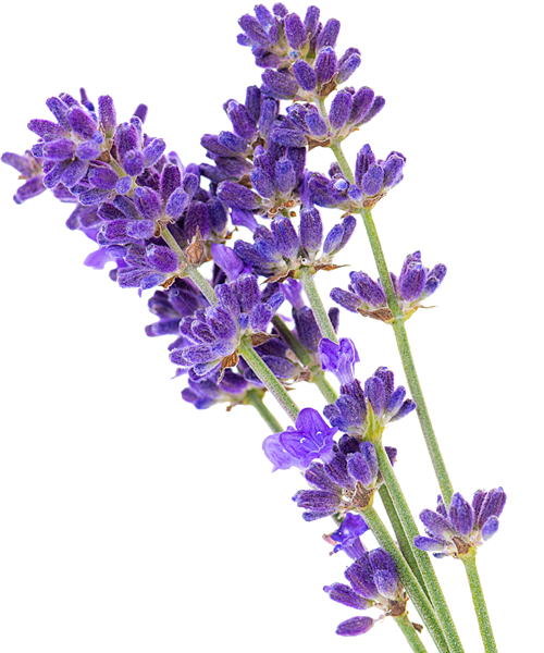 about-essential-oils-lavender