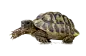 Box-Turtle-Transparent-PNG图片_动物园图片素材-花瓣网